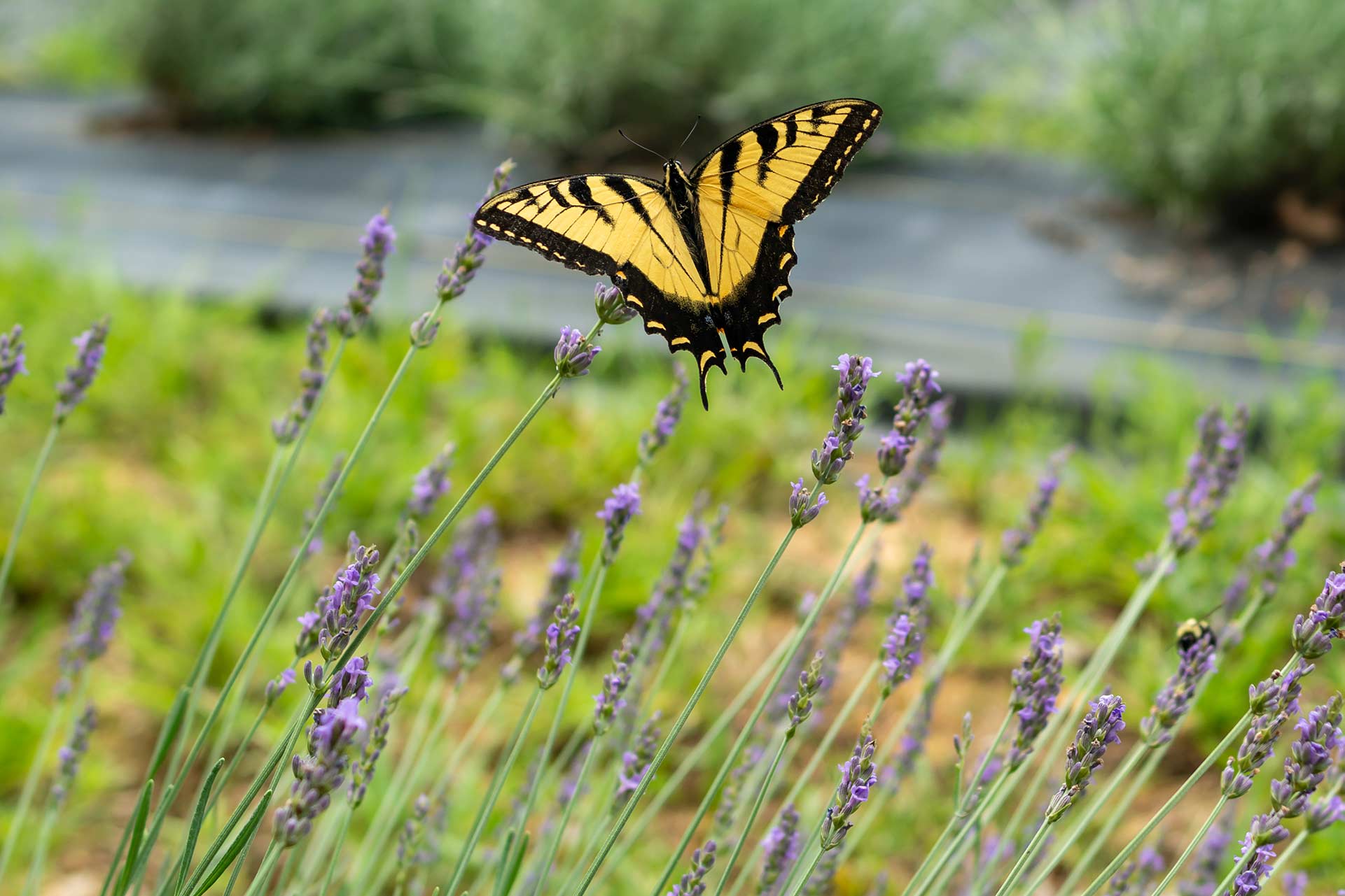 Windsor Lavender Farm – Organic Lavender Grown in Virginia
