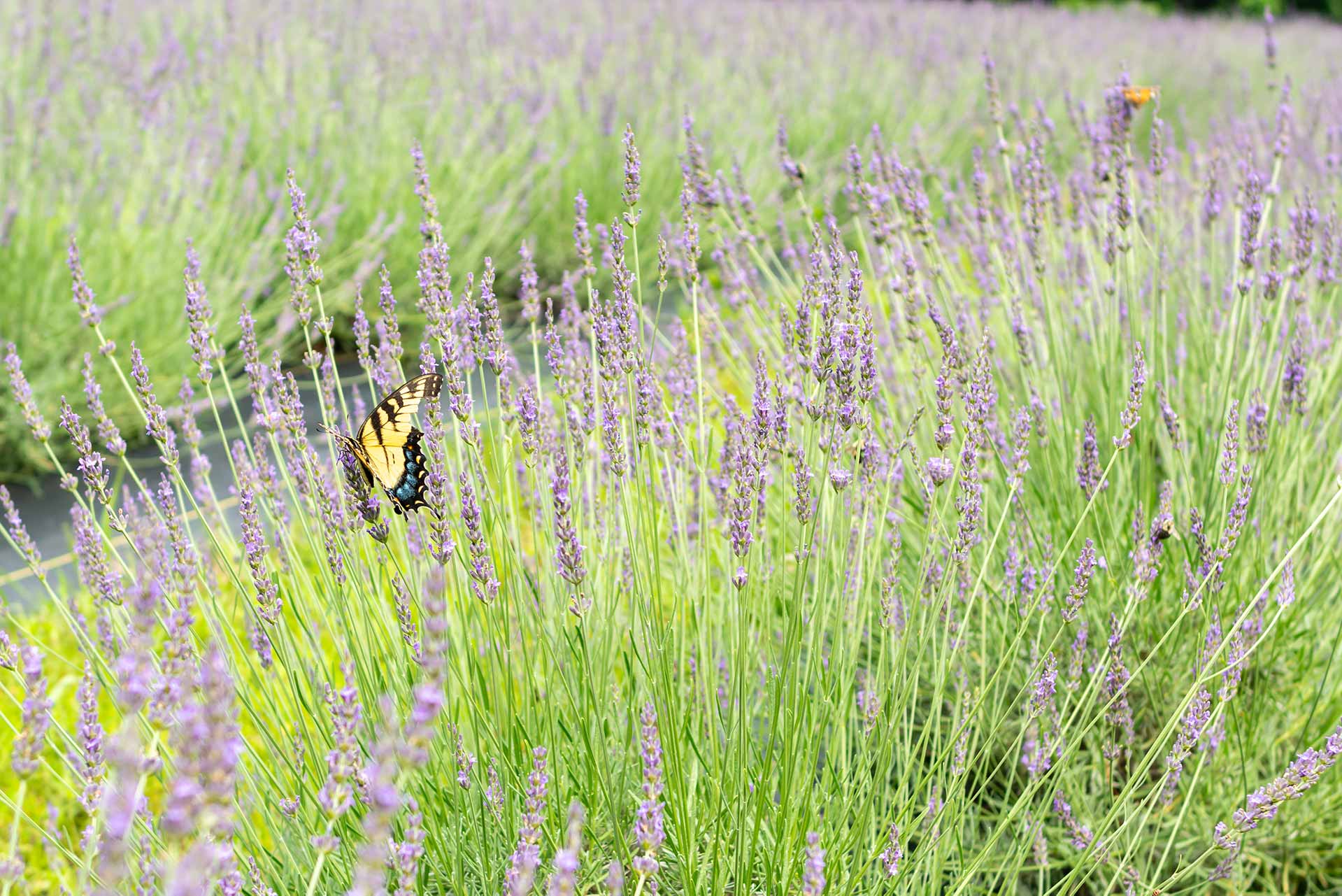 Windsor Lavender Farm – Organic Lavender Grown in Virginia
