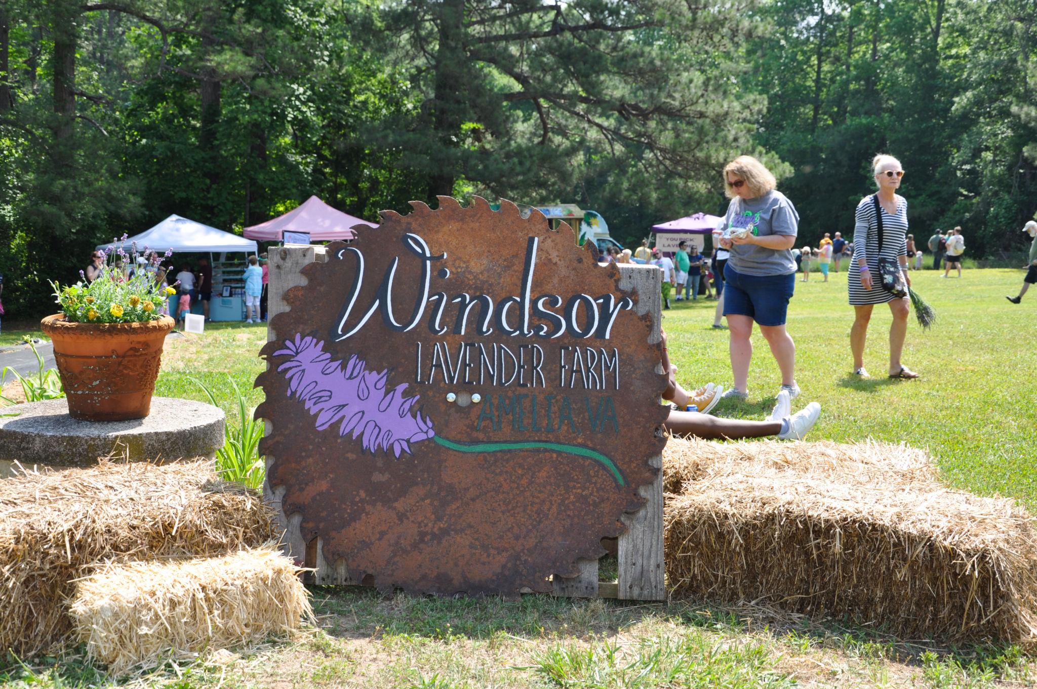 Windsor Lavender Farm – Organic Lavender Grown in Virginia