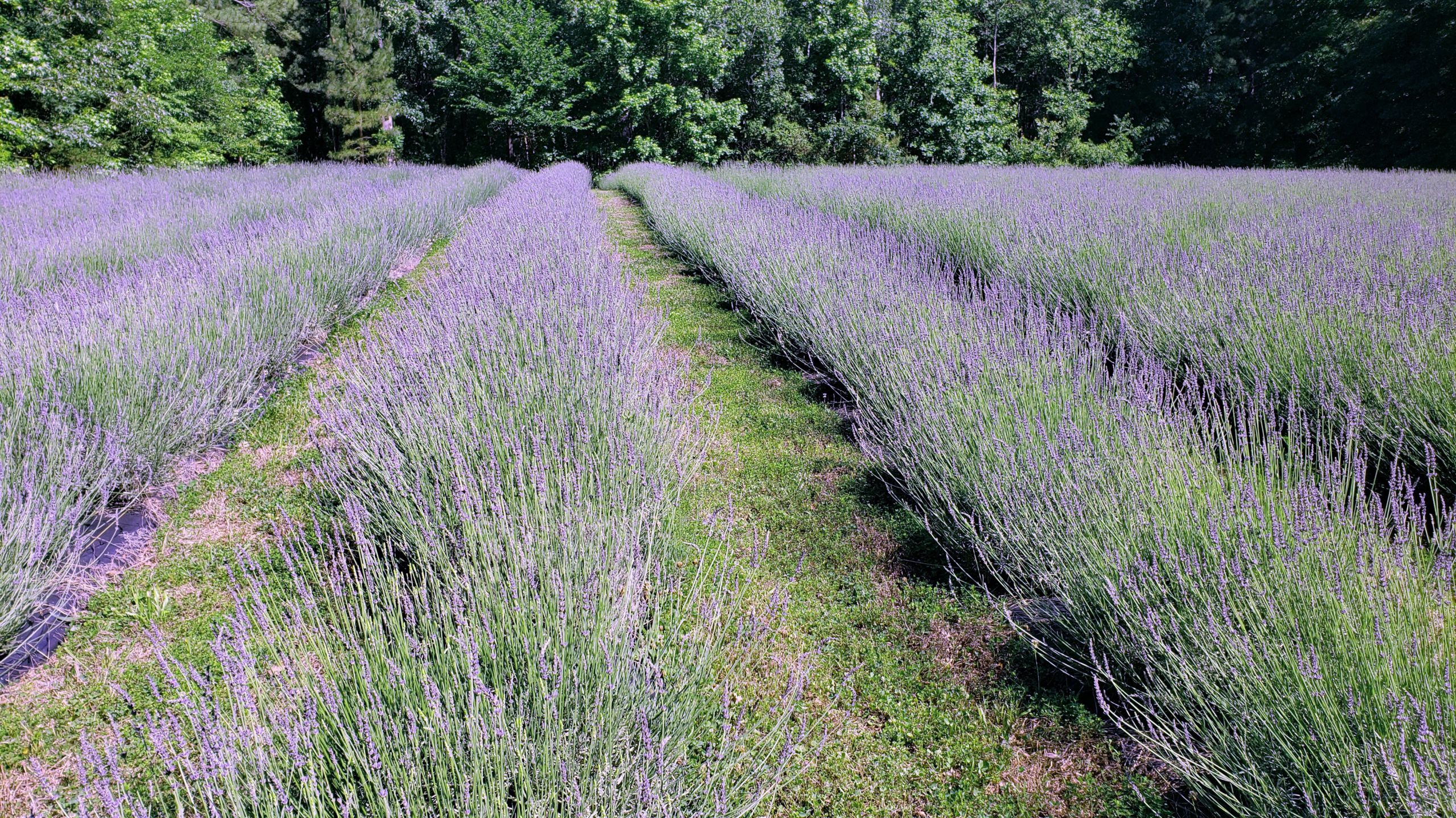 Windsor Lavender Farm – Organic Lavender Grown in Virginia